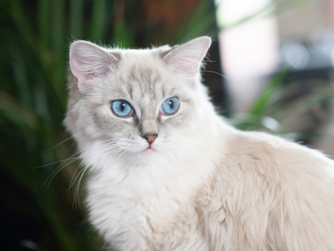 350+ Awesome Ragdoll Cat Names For Your Fluffy Furrend