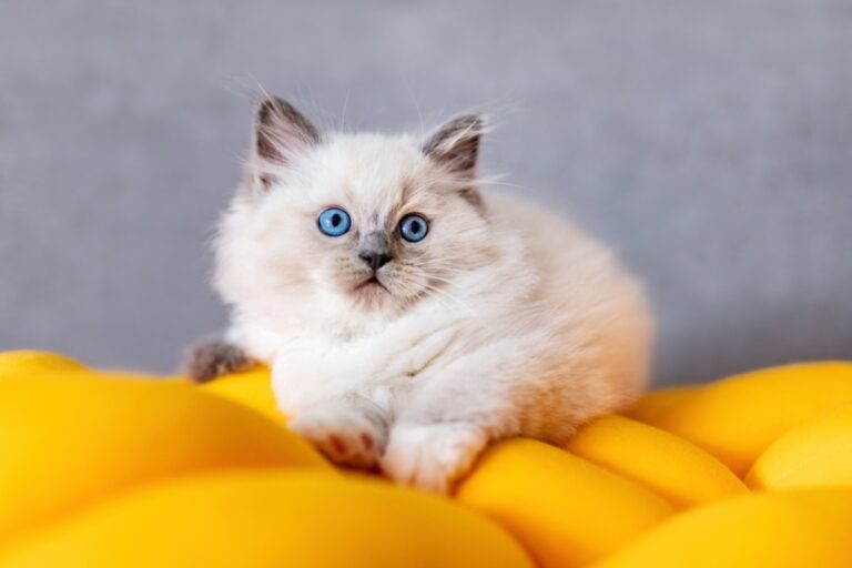 350+ Awesome Ragdoll Cat Names For Your Fluffy Furrend