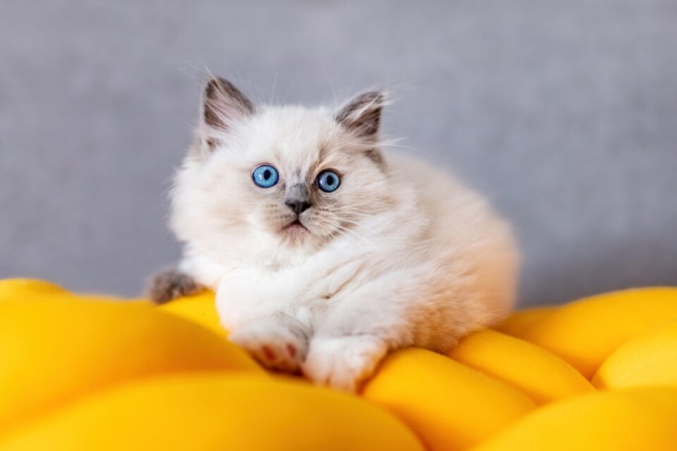 350+ Awesome Ragdoll Cat Names For Your Fluffy Furrend