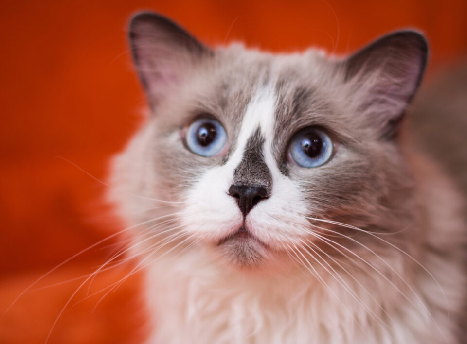 350+ Awesome Ragdoll Cat Names For Your Fluffy Furrend