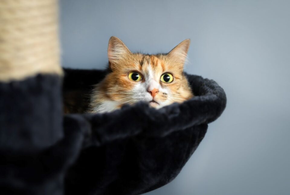 Why Your Cat Needs a Cat Tree – 15 Health Benefits