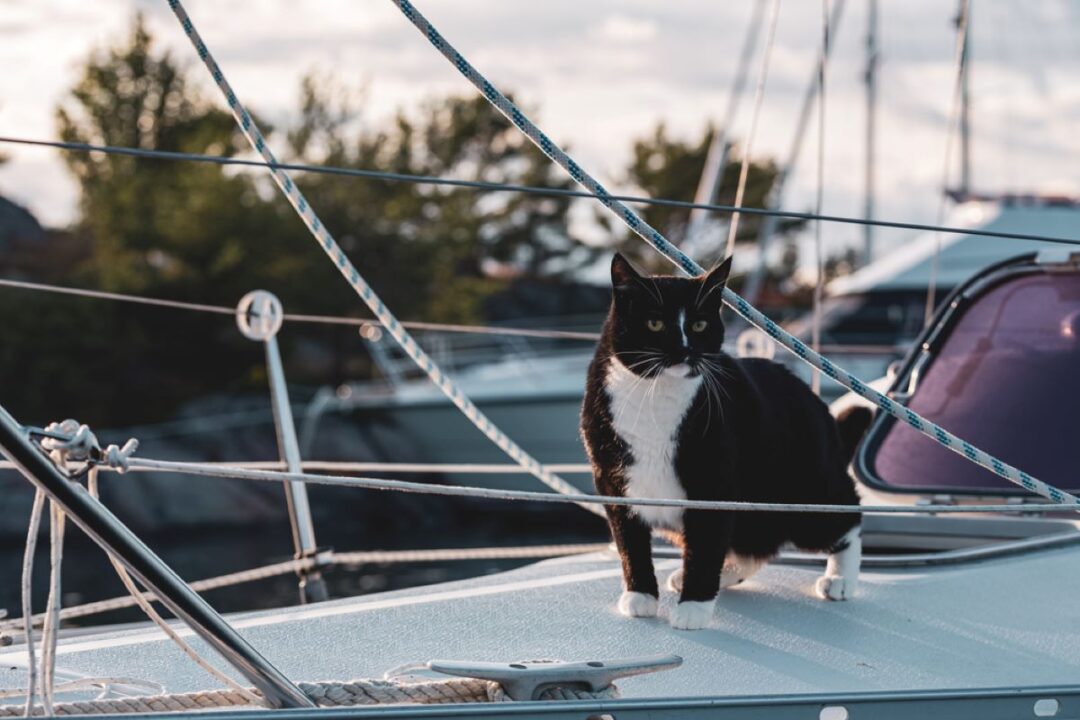 Cat On A Boat: How To Keep Your Feline Sailor Safe