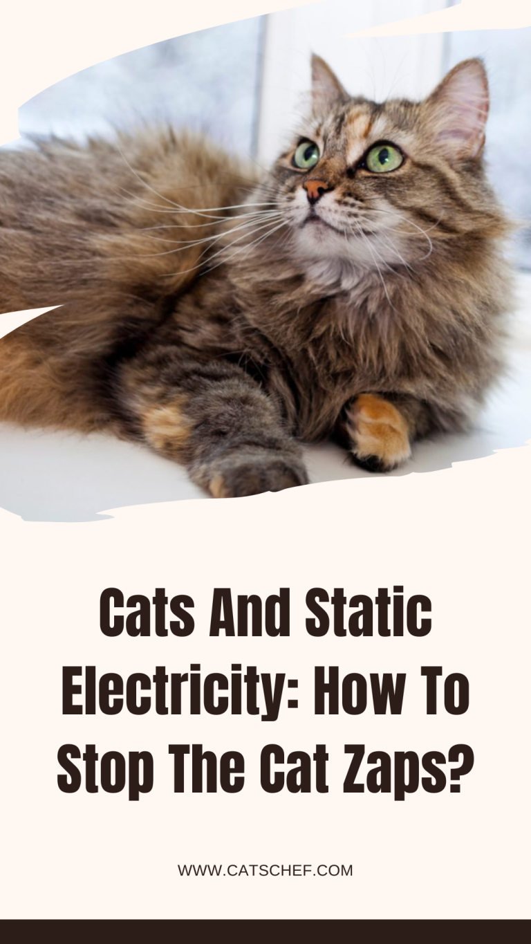 Cats And Static Electricity: How To Stop The Cat Zaps?