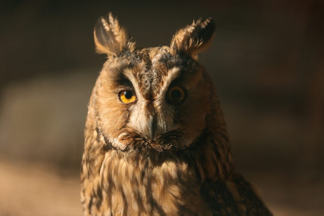 Do Owls Eat Cats? Should I Worry About My Kitty?