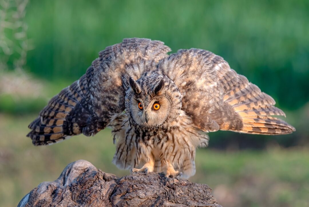 Do Owls Eat Cats? Should I Worry About My Kitty?