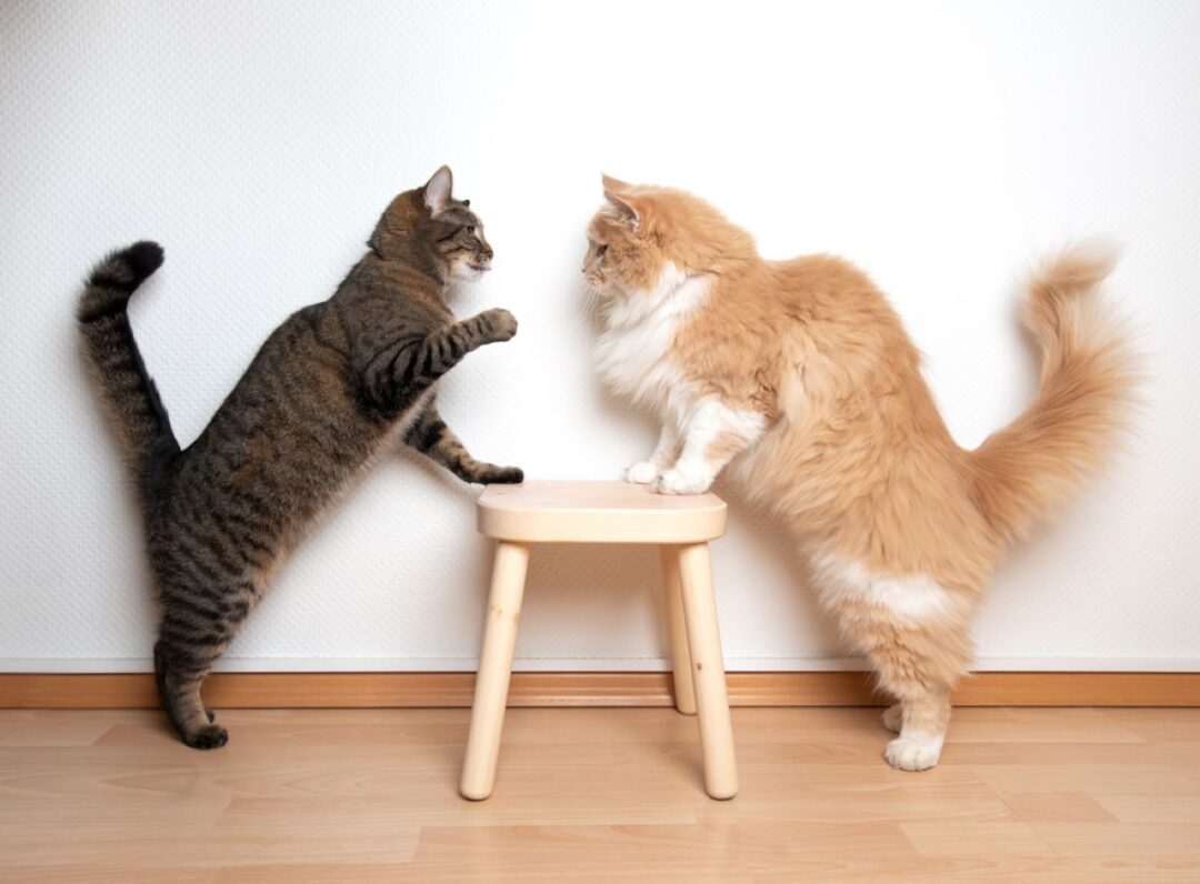 How Do Cats Greet Each Other? Unraveling The Truth