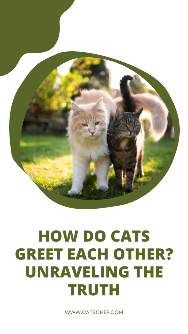 How Do Cats Greet Each Other? Unraveling The Truth