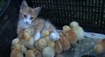 Maternal Instinct Or What: This Adorable Cat Takes Care Of Baby Chicks ...