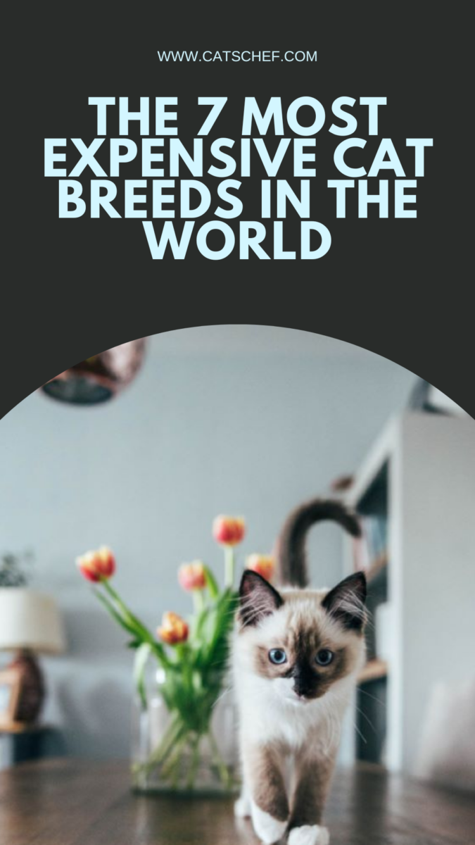 The 7 Most Expensive Cat Breeds In The World The 7 Most Expensive Cat Breeds In The World