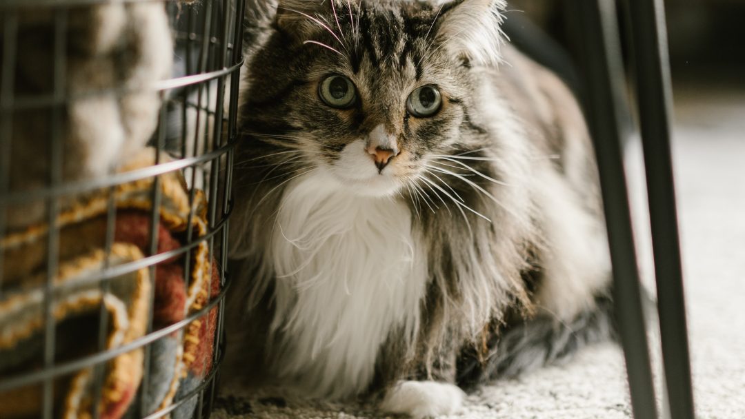 Munchkin Maine Coon: Mini Version Of Your Majestic Fluff