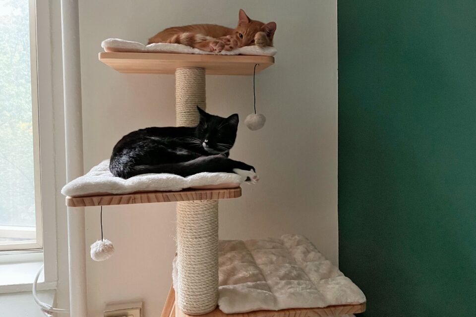Why Your Cat Needs a Cat Tree – 15 Health Benefits