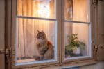 220+ Unique Swedish Cat Names You'll Simply Adore