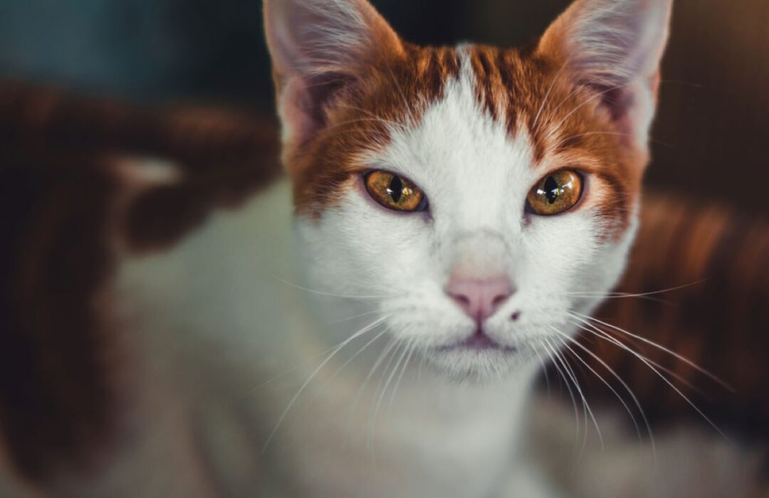 220+ Unique Swedish Cat Names You'll Simply Adore