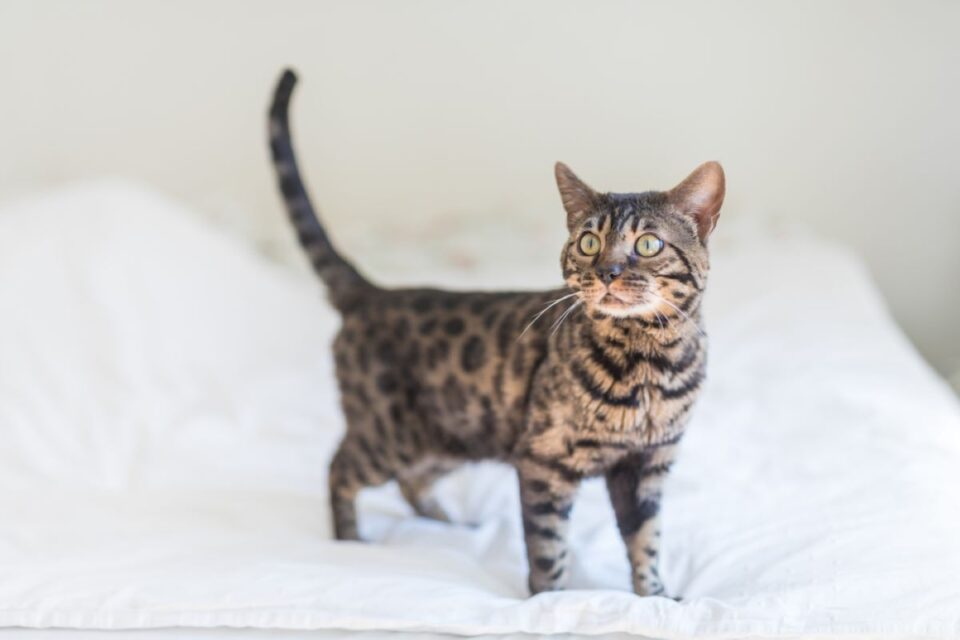 220+ Unique Swedish Cat Names You'll Simply Adore