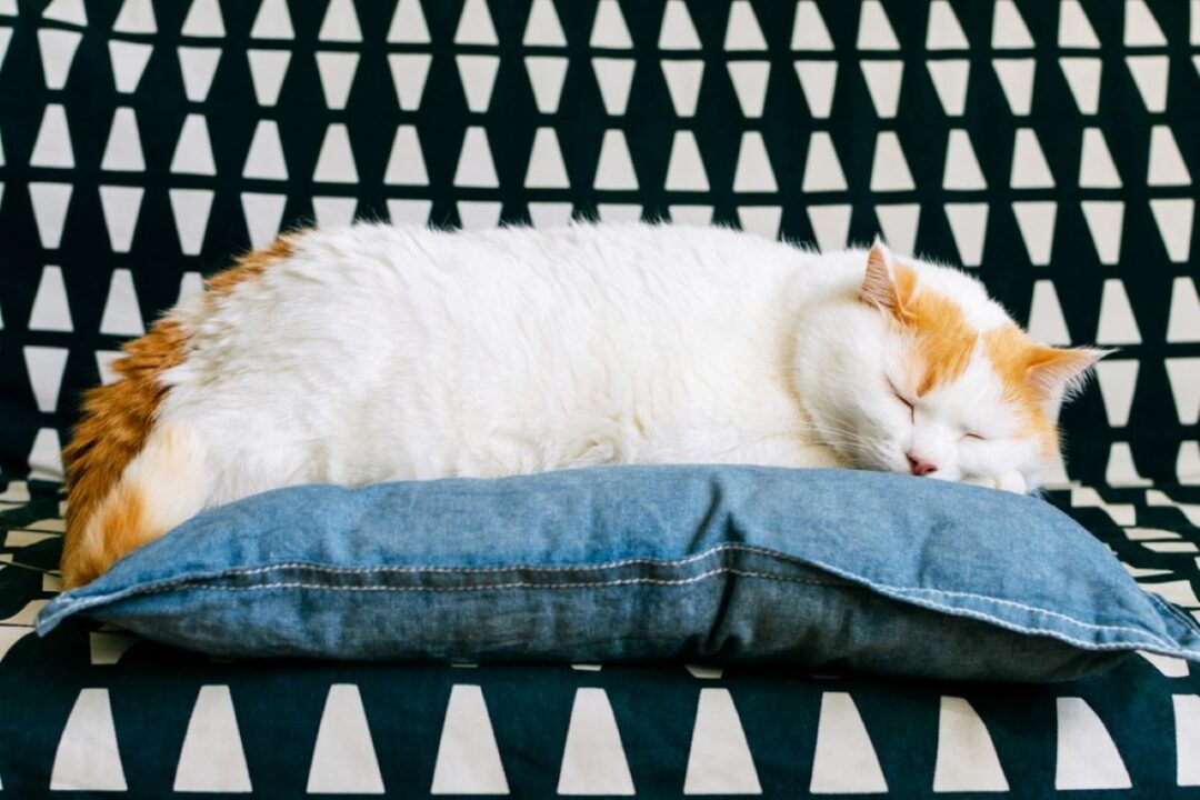 250+ Fat Cat Names For Your Giant Ball Of Fluff