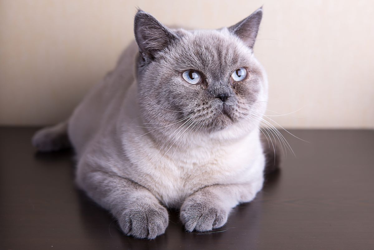 250 Fat Cat Names For Your Giant Ball Of Fluff 250 Fat Cat Names For Your Giant Ball Of Fluff