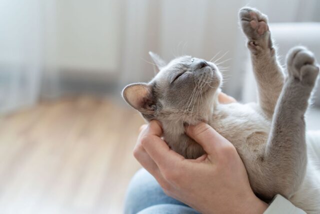 280+ Cat Names That Start With B For Your Bundle Of Joy