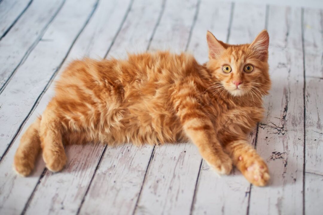 15 Loyal Cats That Will Be Your Constant Companion, No Matter What