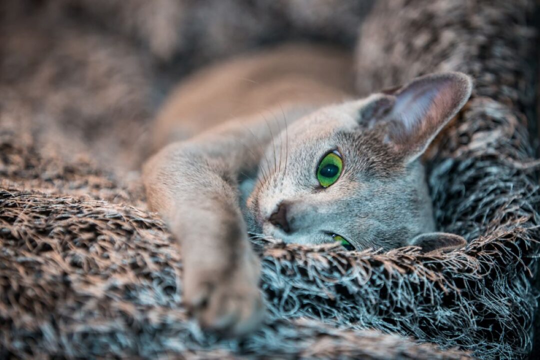 15 Loyal Cats That Will Be Your Constant Companion, No Matter What