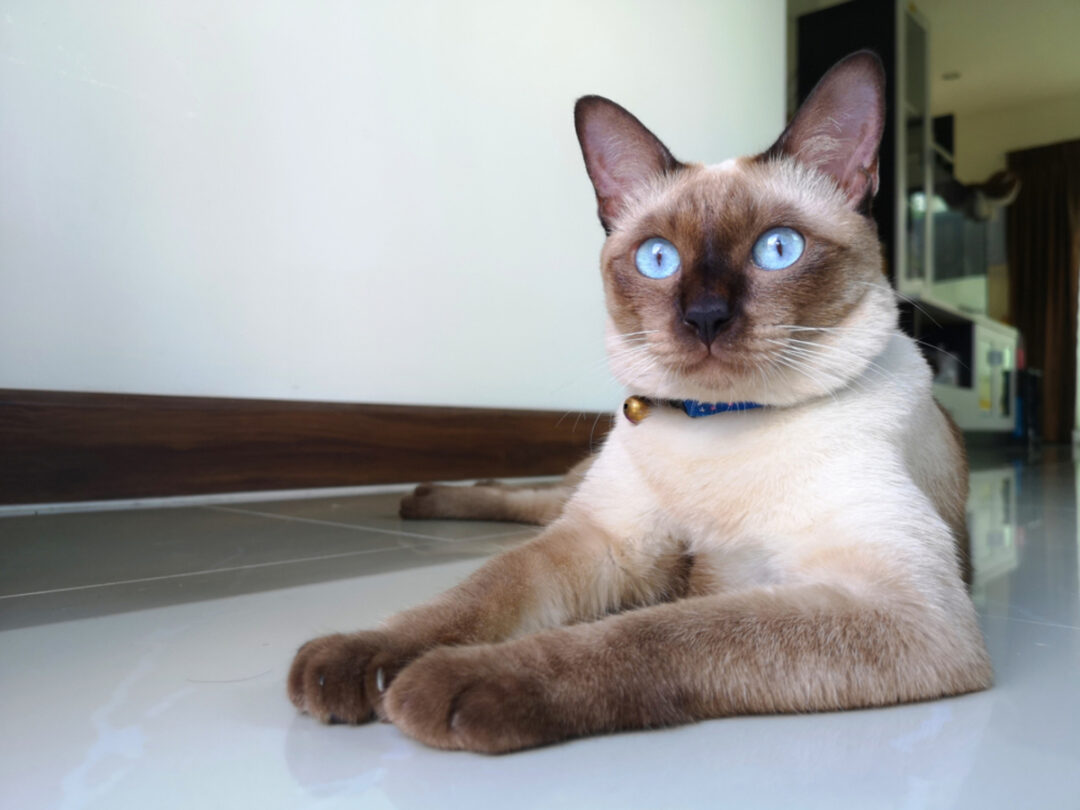 Applehead Siamese: The Most Traditional Of Them All