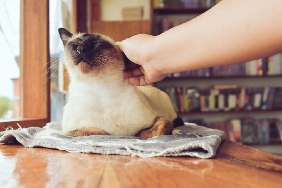 Applehead Siamese: The Most Traditional Of Them All