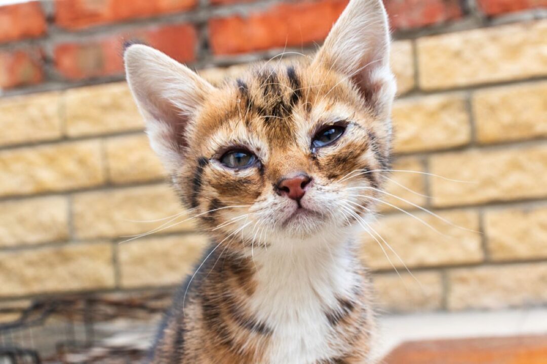 Cat Names That Start With T: A List Of 145 Pawsome Names