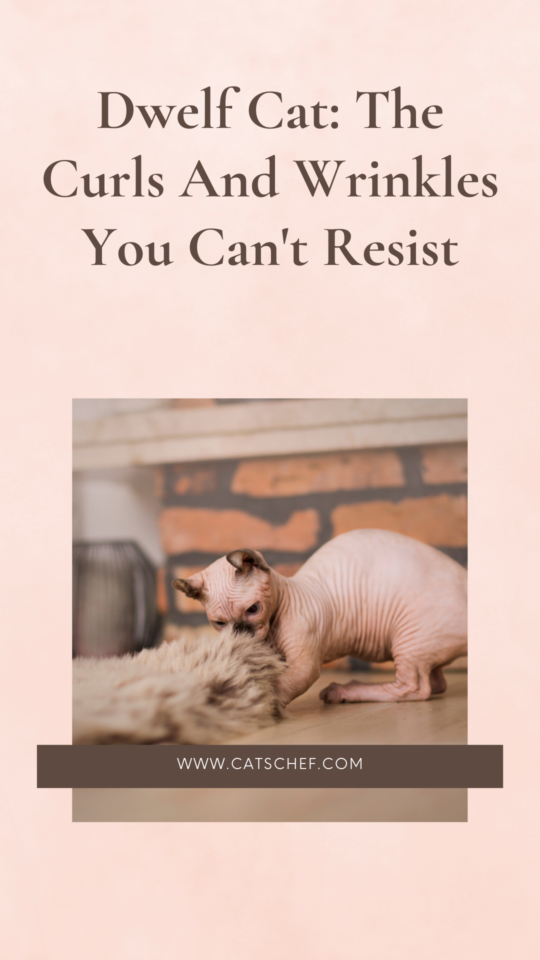 Dwelf Cat: The Curls And Wrinkles You Can't Resist