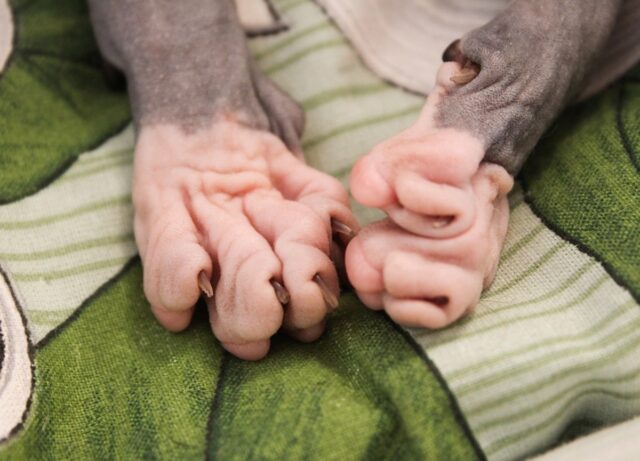 Dwelf Cat: The Curls And Wrinkles You Can't Resist