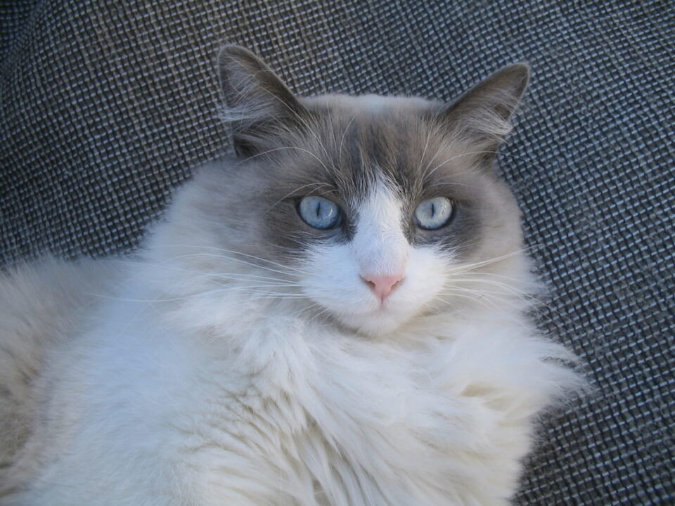 Persian Siamese Mix: A Match Made In Heaven