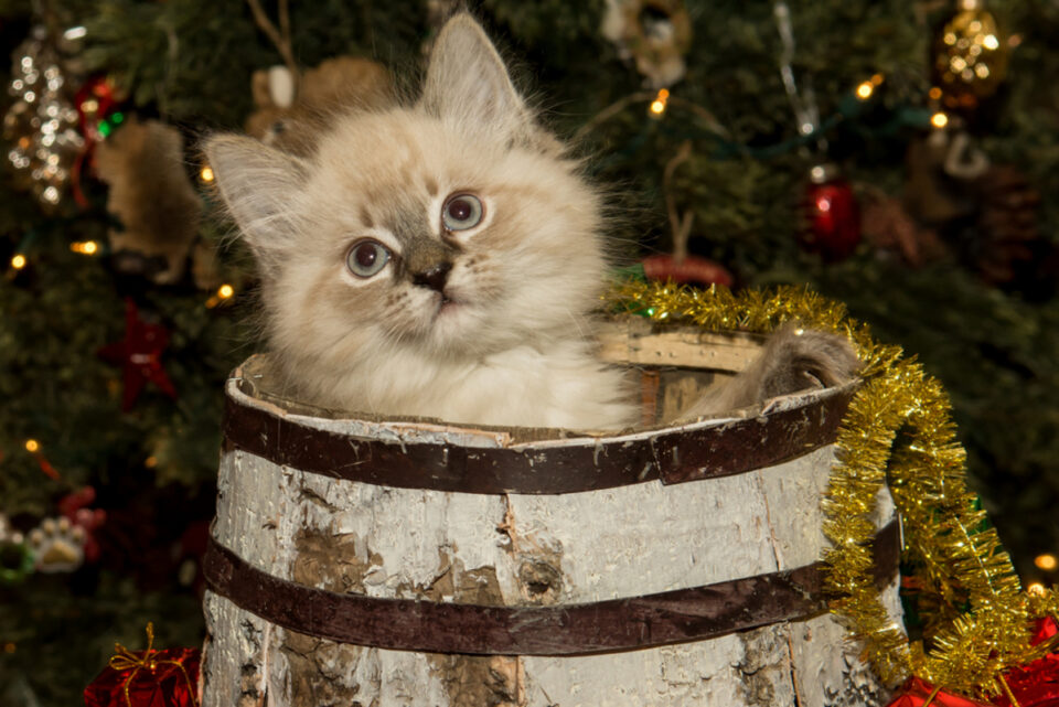 Persian Siamese Mix: A Match Made In Heaven