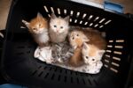 Preparing A Purrfect Cat Birthing Box For Your Mama Fluff