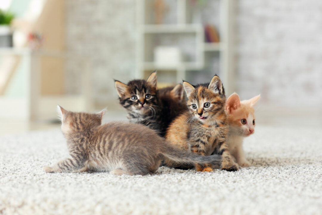 Preparing A Purrfect Cat Birthing Box For Your Mama Fluff