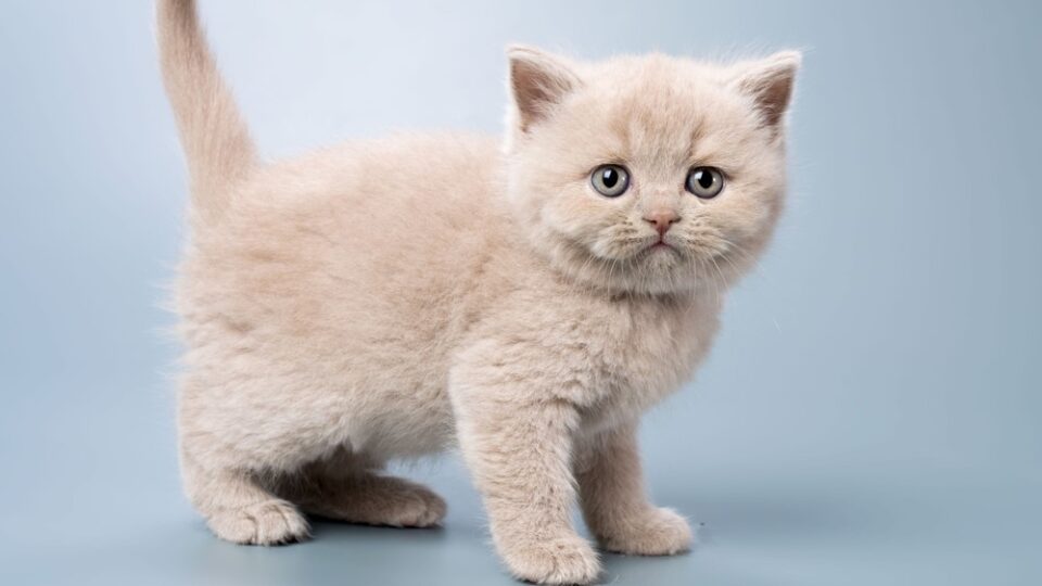 Cat Breeds - Cats Chef