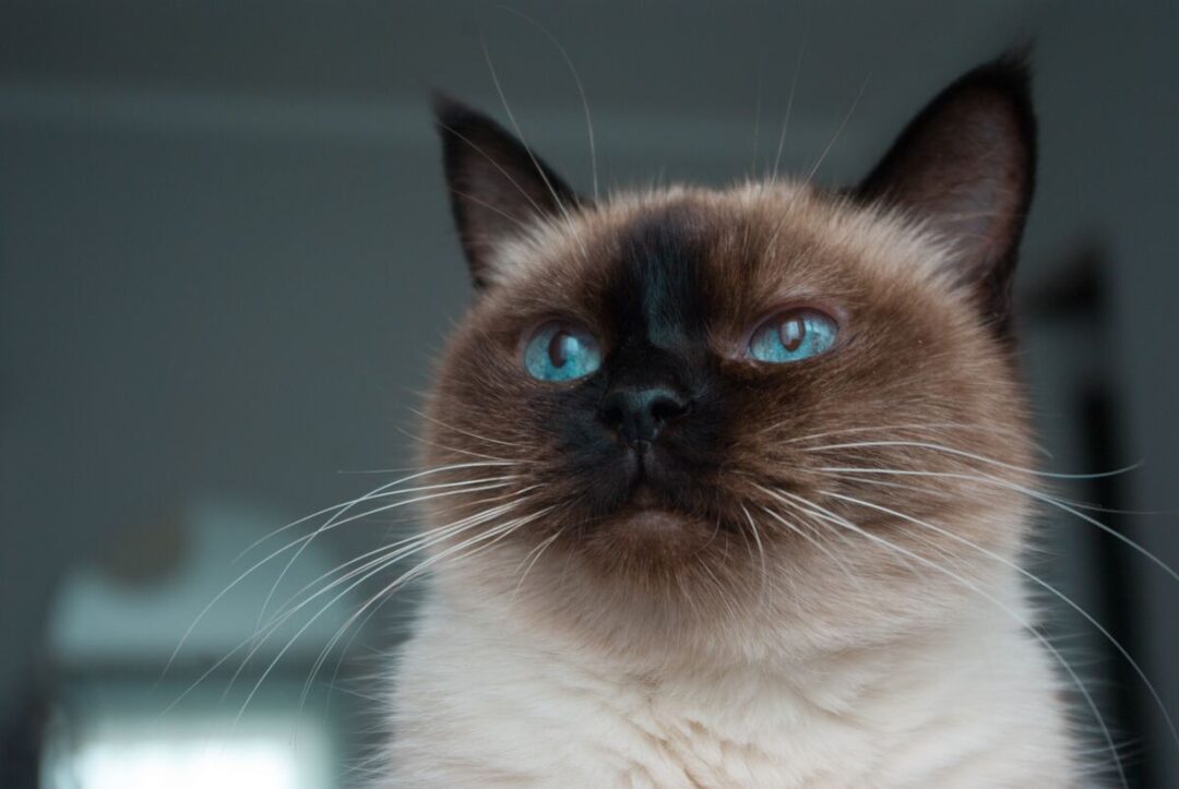 Applehead Siamese: The Most Traditional Of Them All