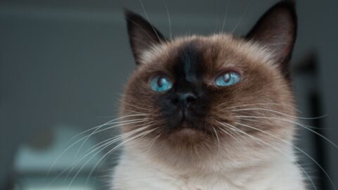 Applehead Siamese: The Most Traditional Of Them All