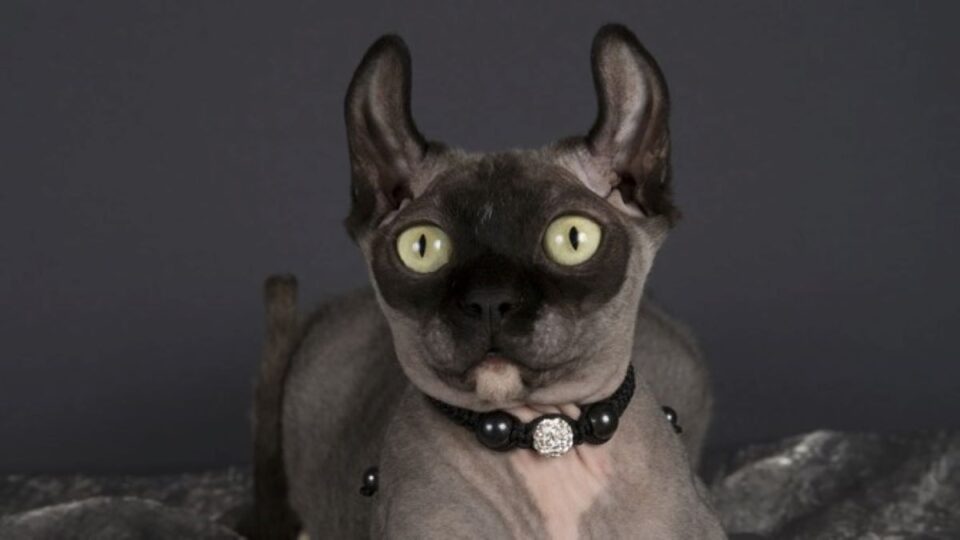 Dwelf Cat: The Curls And Wrinkles You Can't Resist