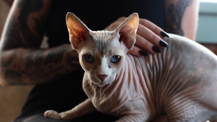 Dwelf Cat: The Curls And Wrinkles You Can't Resist