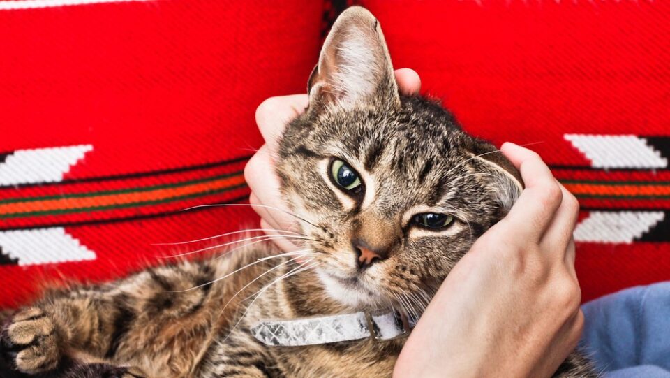 10 Most Affectionate Cat Breeds: Ultimate List Of Ultimate Cuddlers