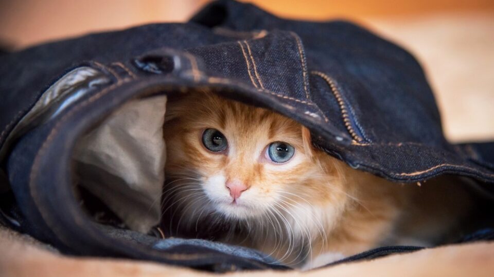 13 Heartbreaking Symptoms Of A Traumatized Cat