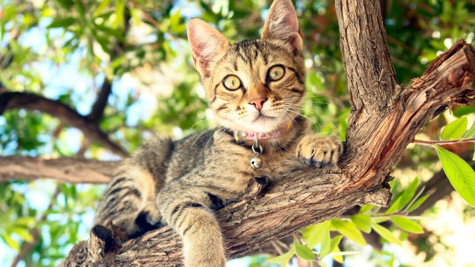 8 Behaviors That Are Typical For A Dominant Cat