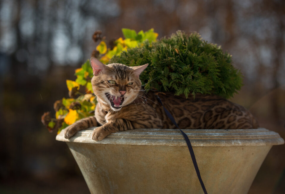 8 Behaviors That Are Typical For A Dominant Cat