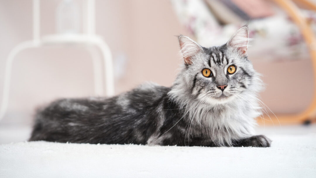 Caring For A Maine Coon: 12 Tips And Tricks For A Happy Coon