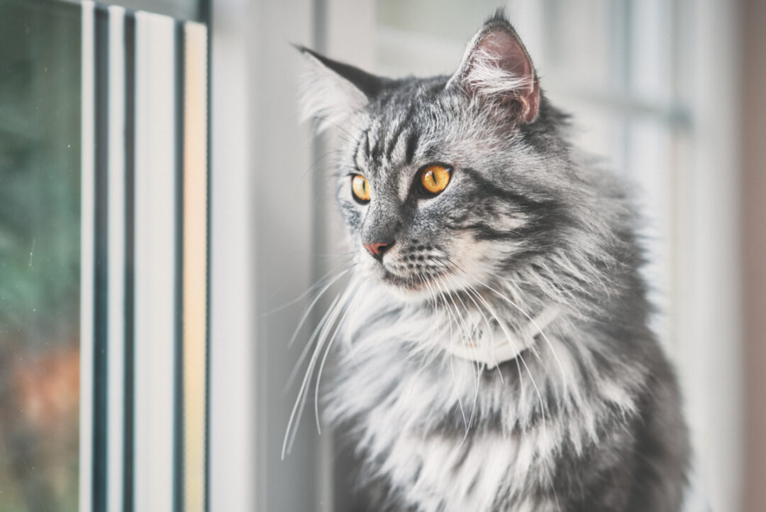 Caring For A Maine Coon: 12 Tips And Tricks For A Happy Coon
