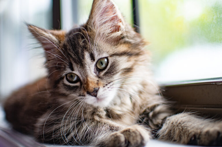 Munchkin Maine Coon: Mini Version Of Your Majestic Fluff