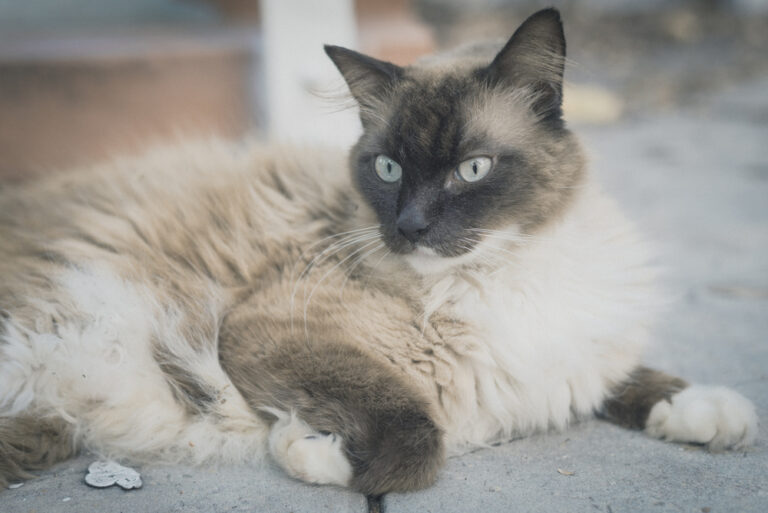 Ragamese Cat: What To Expect From A Ragdoll Siamese Mix?