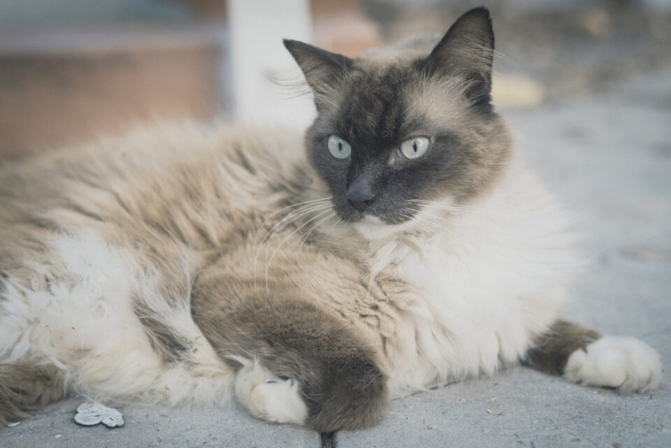 Ragamese Cat: What To Expect From A Ragdoll Siamese Mix?
