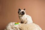 Ragamese Cat: What To Expect From A Ragdoll Siamese Mix?
