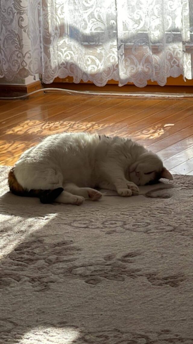 Sad Cat Belle Can't Stop Grieving After Her Sister Passed Away