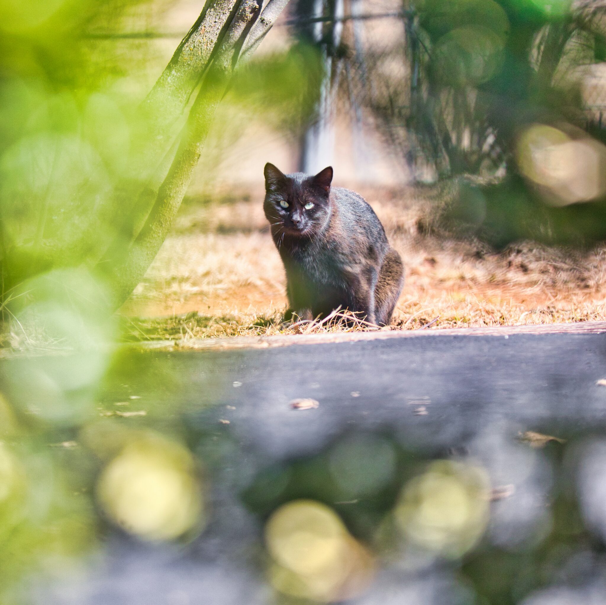 15 Surefire Ways to Recognize If a Cat Is Feral (And How to Handle It)