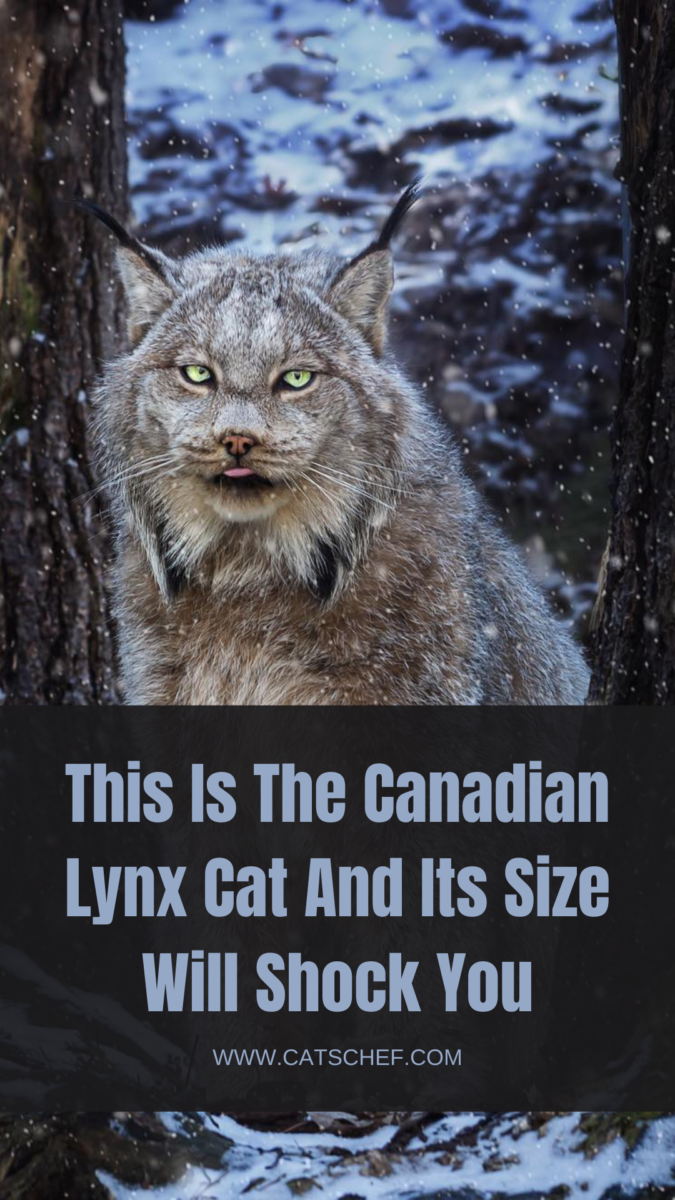 This Is The Canadian Lynx Cat And Its Size Will Shock You